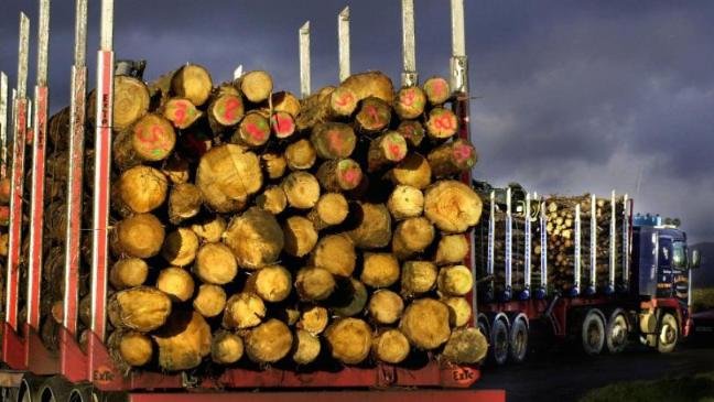 Wood suppliers face running out of legal timber, report warns ...