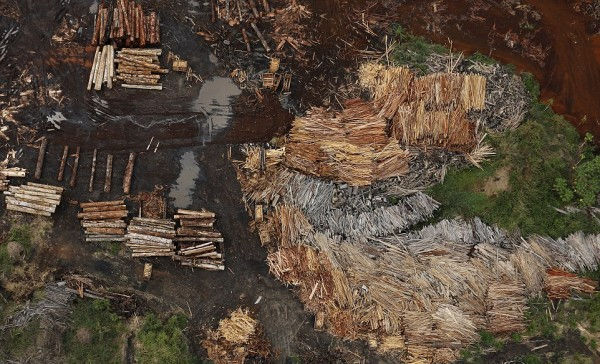 Brazilian conservationists develop new tool to cut illegal wood from ...