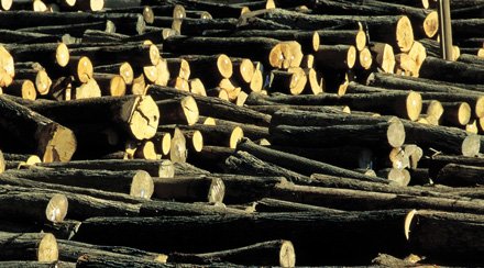 Six Asian countries regulating timber imports - Sawmilling in South Africa