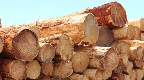 Timber poachers fined - Sawmilling in South Africa